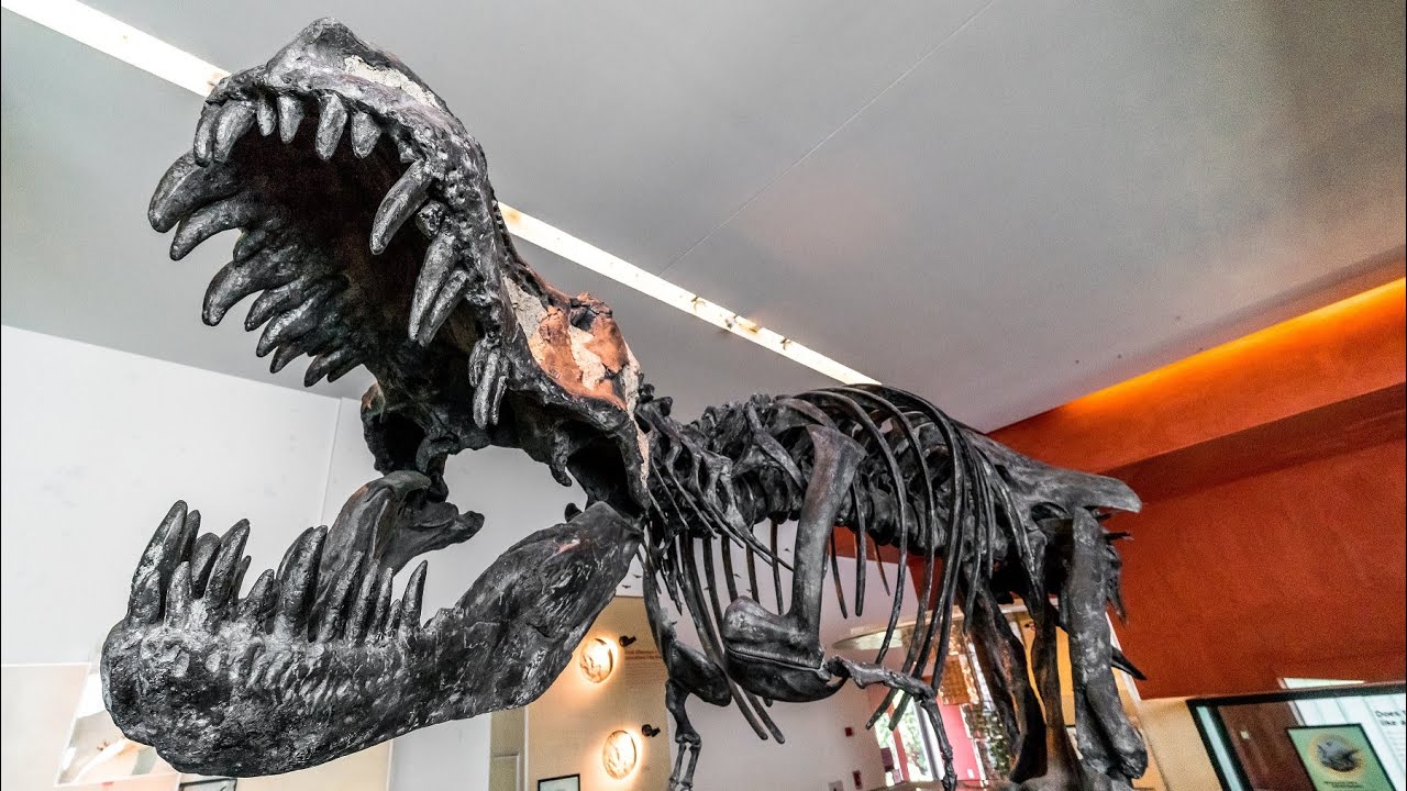 Infamous Dinosaurs: T. rex - YouTube