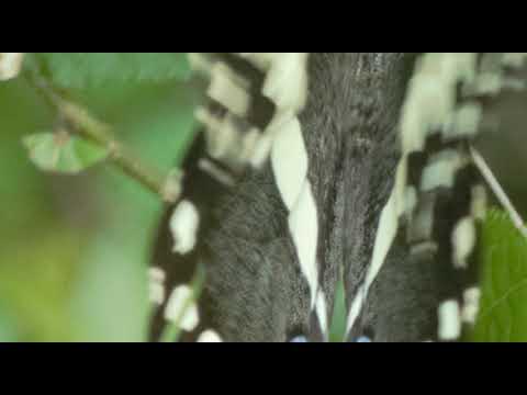 Emma  Les Wanyika