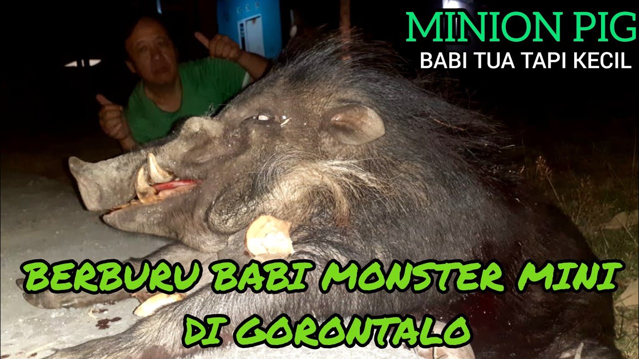 berburu babi monster mini di Gorontalo - YouTube