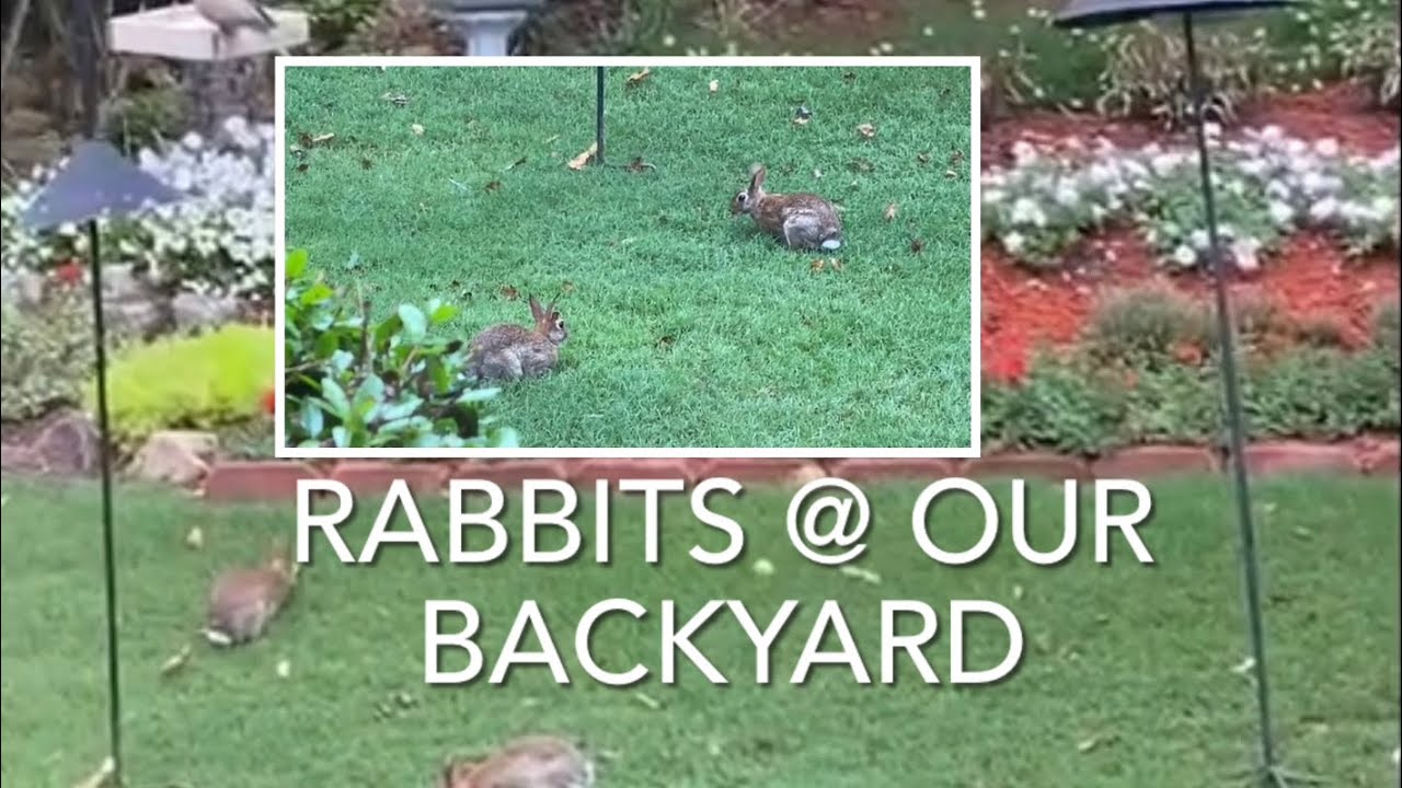 Rabbits @ our Backyard - YouTube