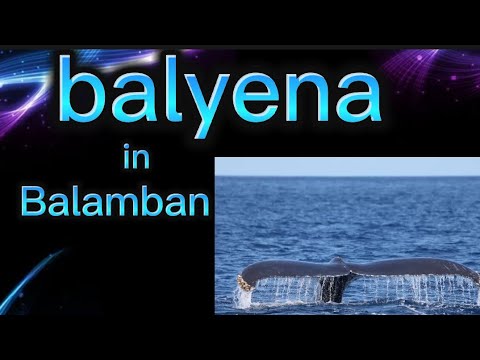 balyena in balamban - YouTube