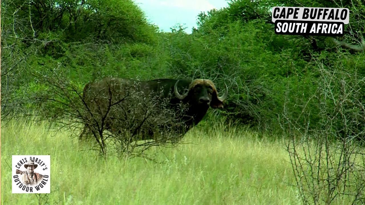 Awesome hunt for Two Cape Buffalo in South Africa - YouTube