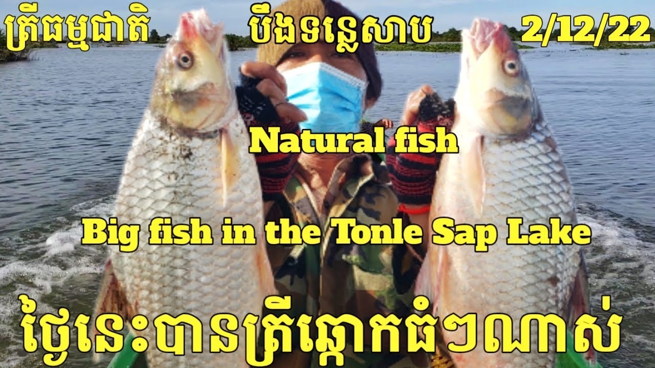 ថ្ងៃនេះបានត្រីឆ្កោកធំៗណាស់ || Big fish in the Tonle Sap Lake ...