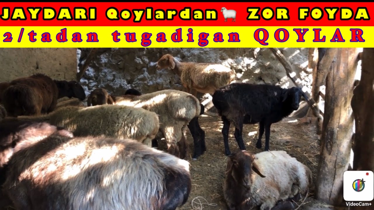 QOY🐑 boqish SIRLARI Jaydari EGIZCHIL Qoylardan🐑 - YouTube