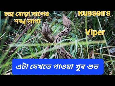 Russell's viper mating / চন্দ্রবোড়া সাপ / Russell's Viper / snakes ...