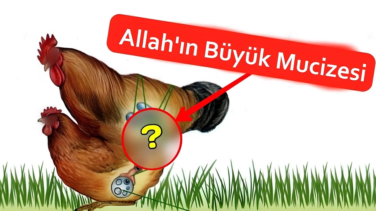 Tavuklar Nasıl Çiftleşir? Allah'ın Büyük Mucizesi! - YouTube
