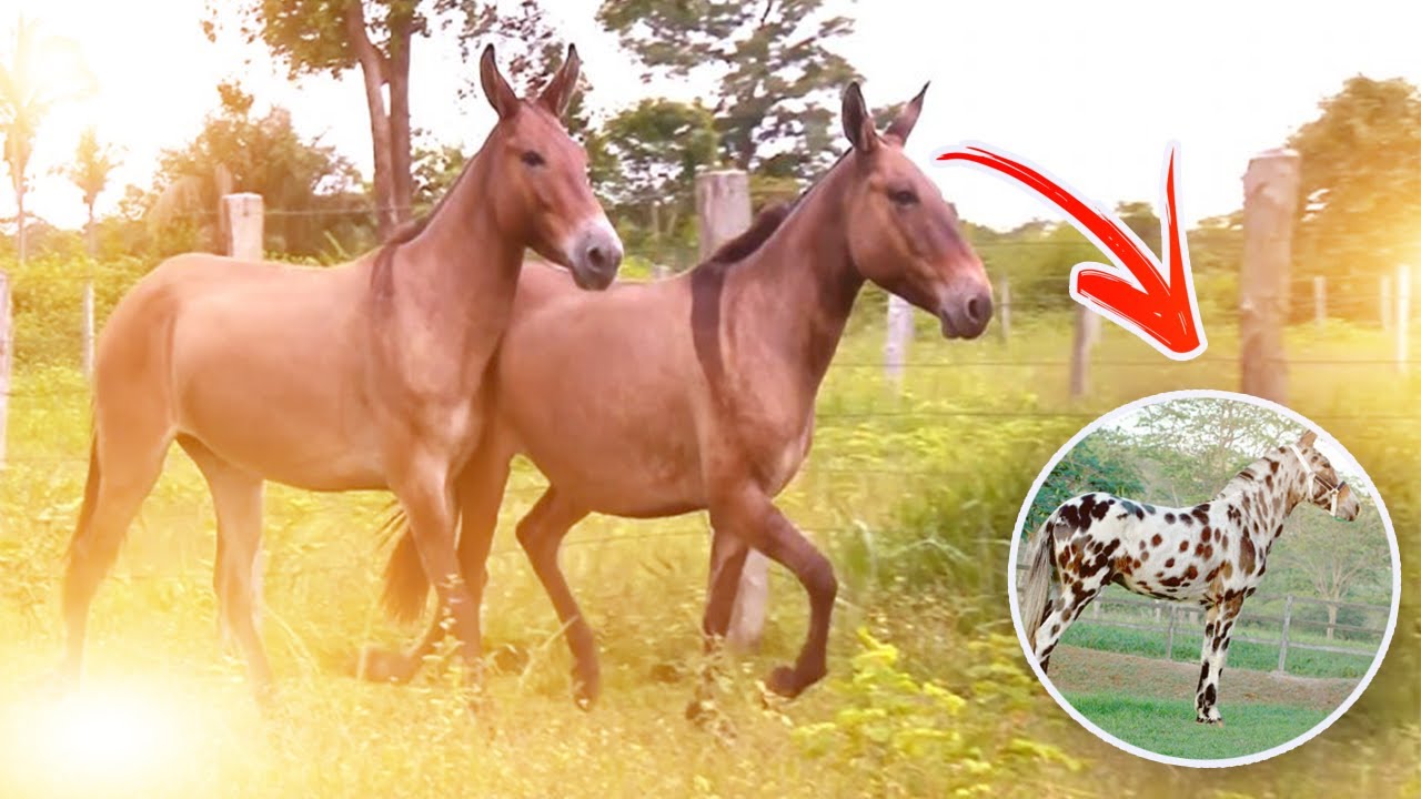 MUARES - RESULTADO DO CRUZAMENTO DE UM JUMENTO COM UMA ÉGUA? - YouTube