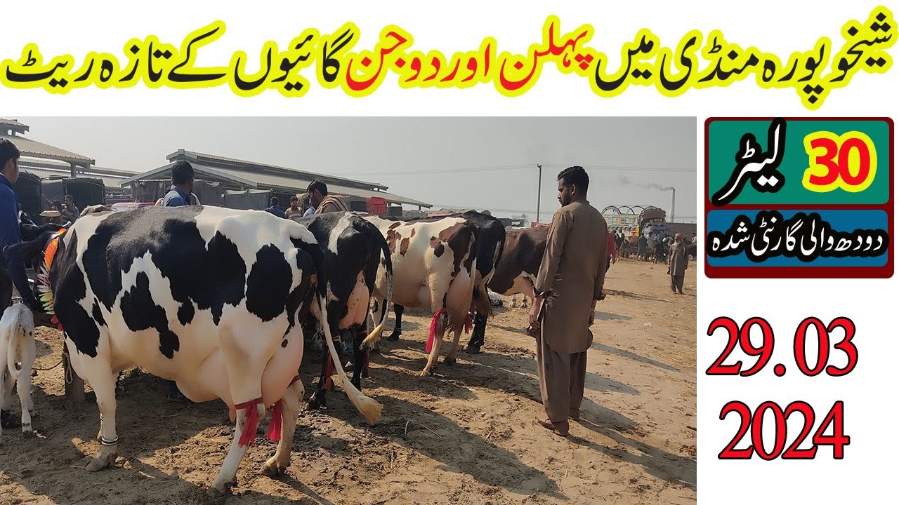 Cow kai fresh Rate and Demand in Sheikhupura and Sheikhupura Mandi ...