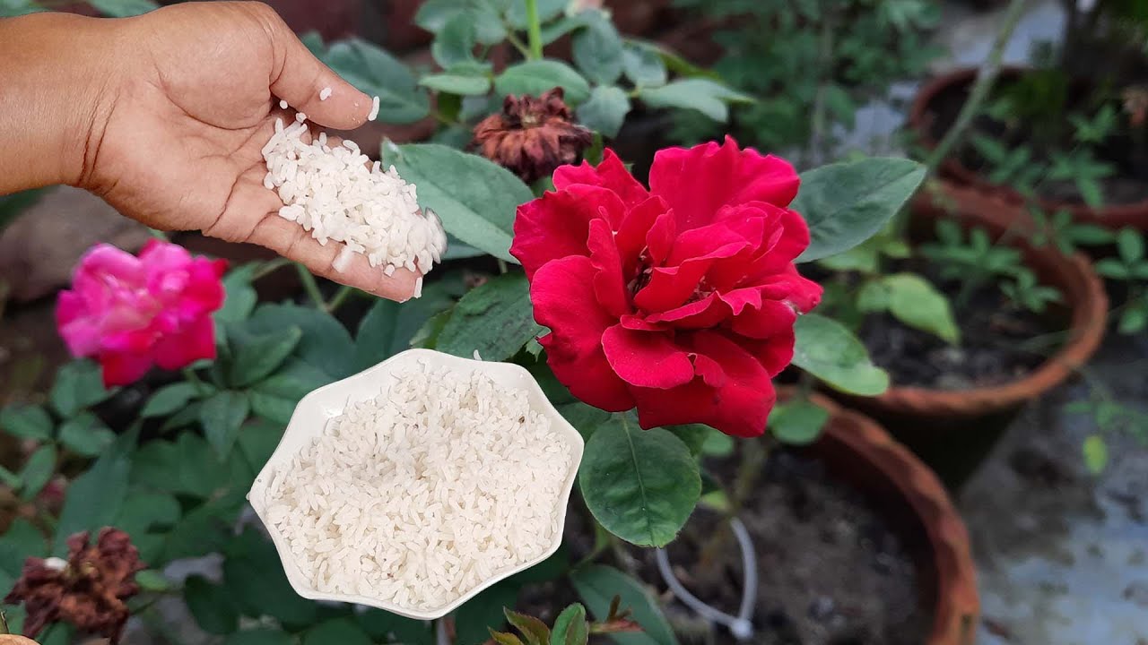 Old cooked Rice Fertilizer for all Plants | Instant Fast Fertilizer ...
