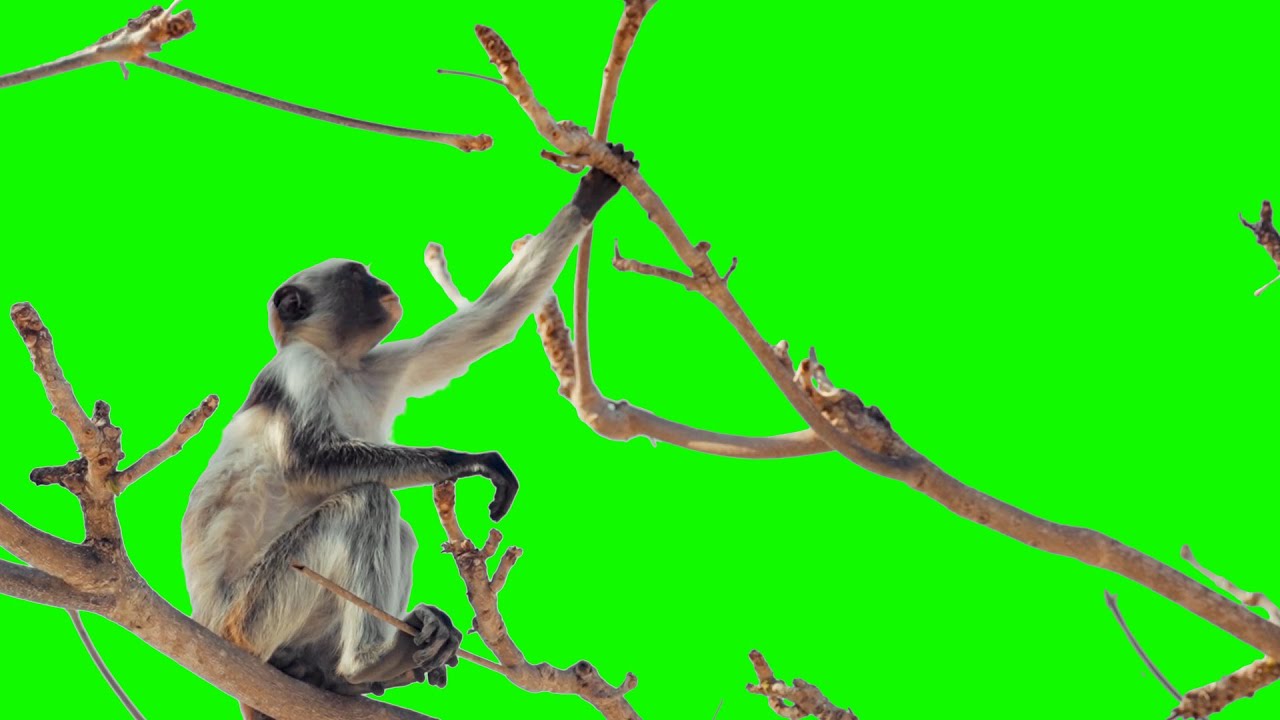 Monkey in a Tree with Green Screen Background - YouTube