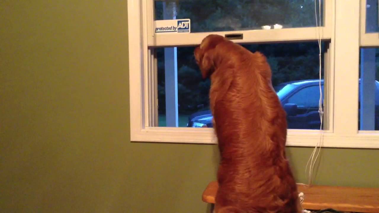 Golden retriever howling at siren - YouTube