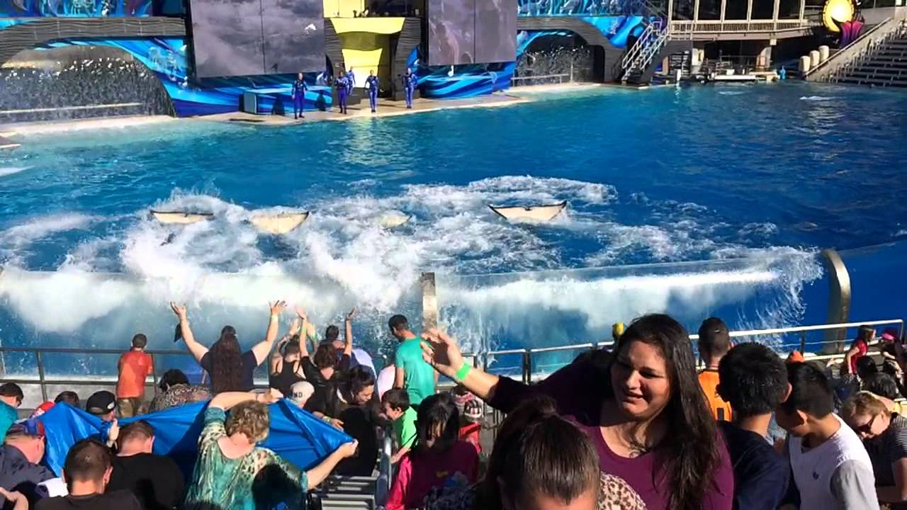 Splash by Shamu in San Diego Seaworld - YouTube