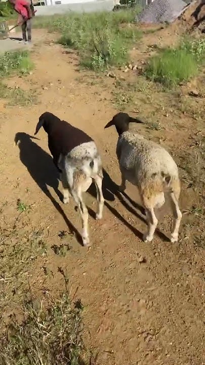 Animais Crescernoyoutube Crescendo Youtube