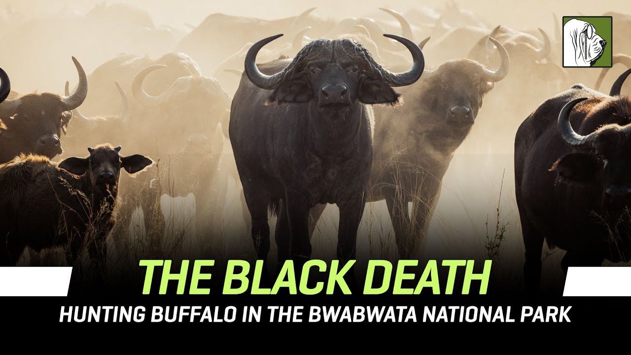 The Black Death - Hunting Buffalo in the Bwabwata National Park/Namibia ...