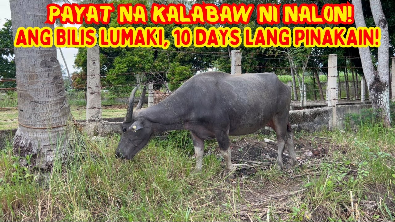 PAYAT NA KALABAW NI NALON! ANG BILIS LUMAKI, 10 DAYS LANG PINAKAIN ...