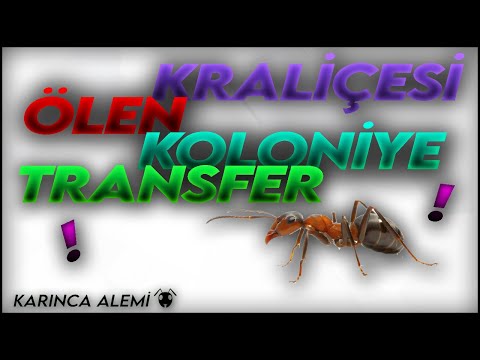 KRALİÇESİ ÖLEN KOLONİYE TRANSFER / Dümenden Günlük (vol.1)