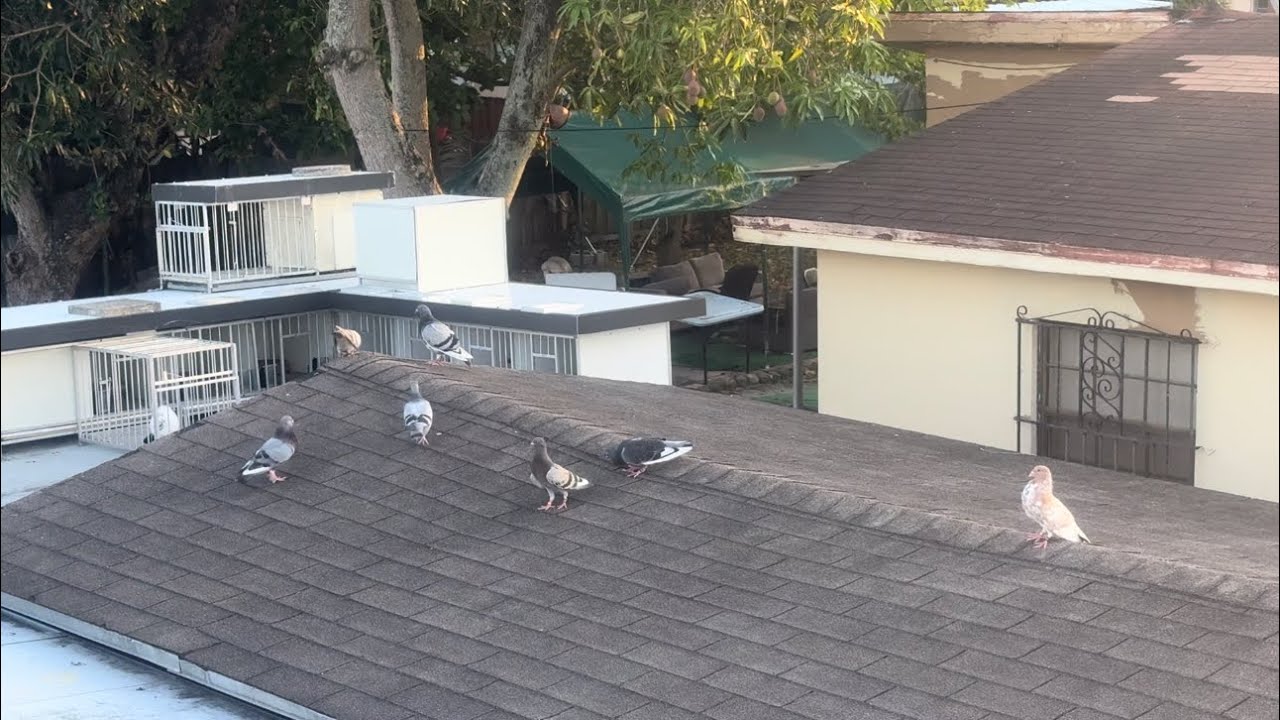 Pichones entrenando temprano en la tarde - YouTube