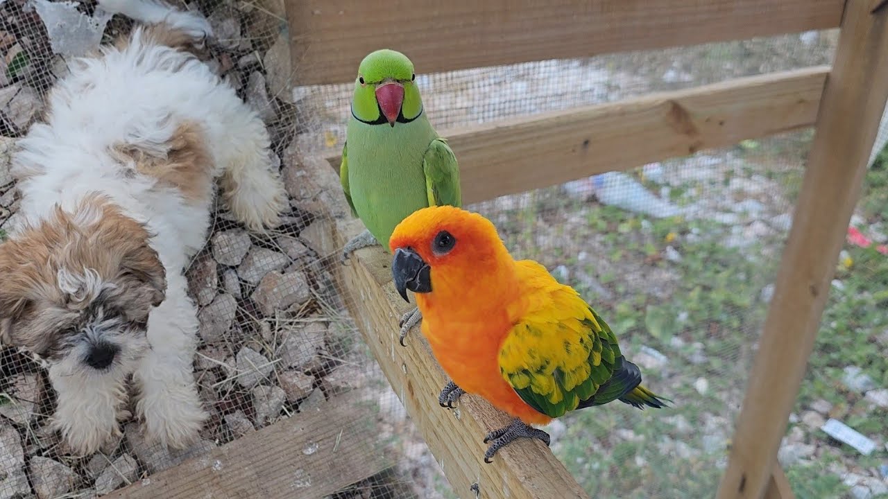 Dog meets birds for the first time - what will happen - YouTube