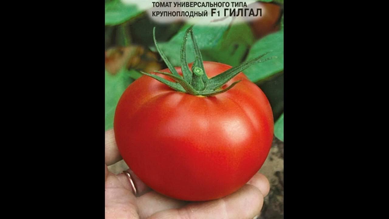 Самый лучший томат в мире 2023 г.! Высокоурожайный,сладкий и вкусный ...