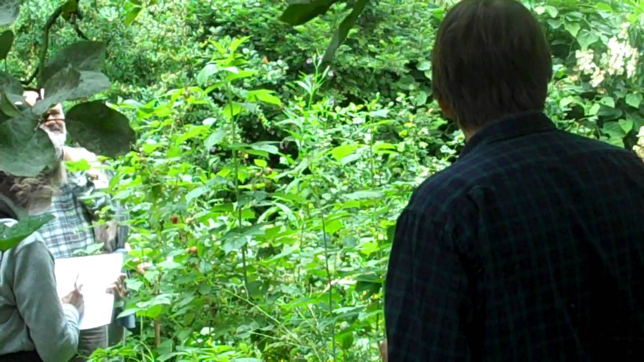 Martin Crawford's Forest Garden Part 3 - YouTube