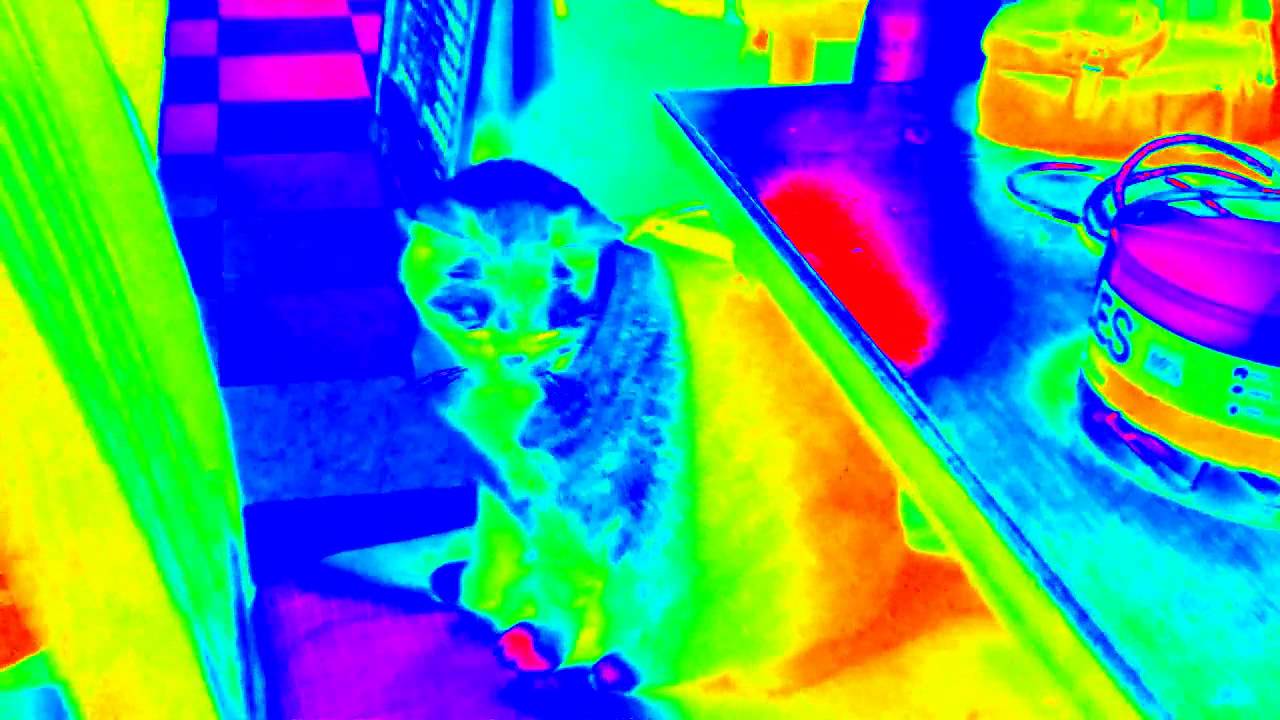 Crazy Onision Cat! - YouTube