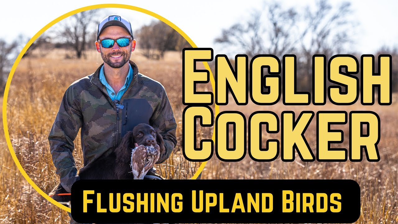 English Cocker - Flushing Upland Birds Introduction - YouTube