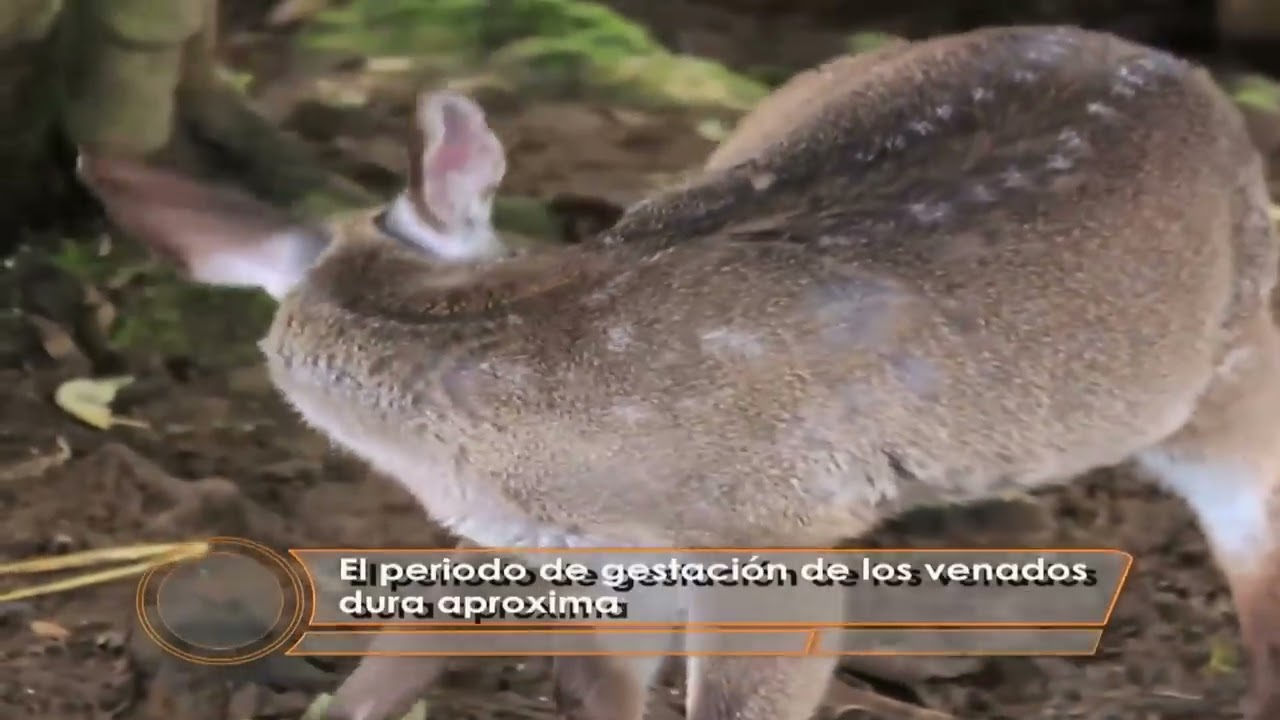 Venado Cola Blanca - YouTube