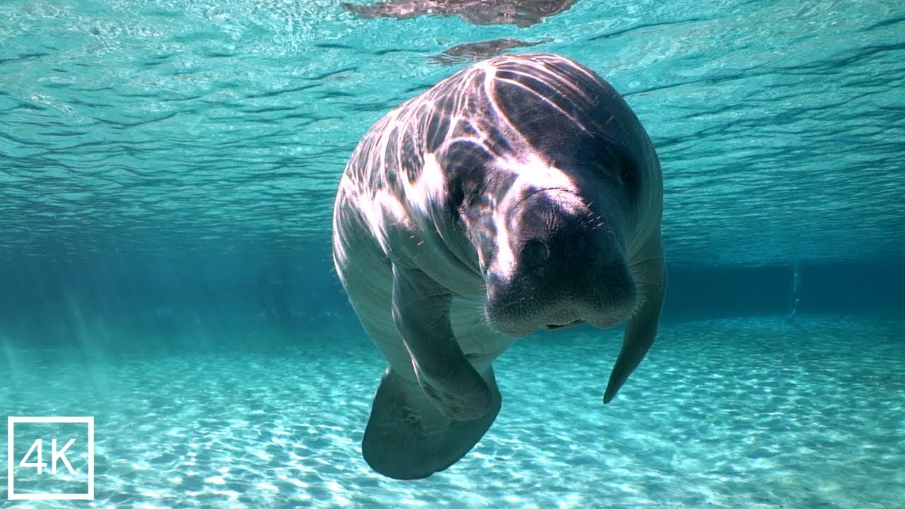 Manatees in the Florida Springs - Up close with Gentle Giants ...