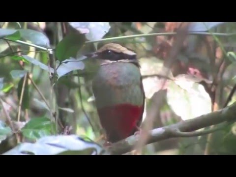 Green- breasted Pitta - YouTube