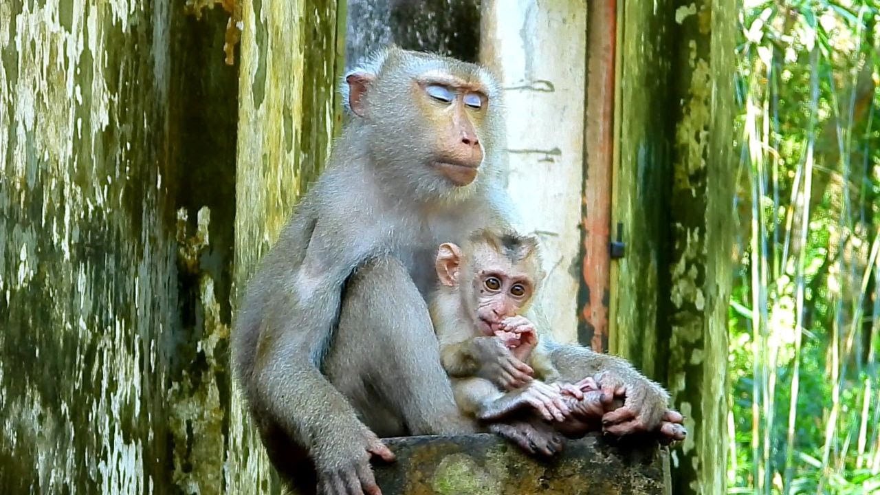 really boring face! baby monkey Leo is so boring after his keep him ...