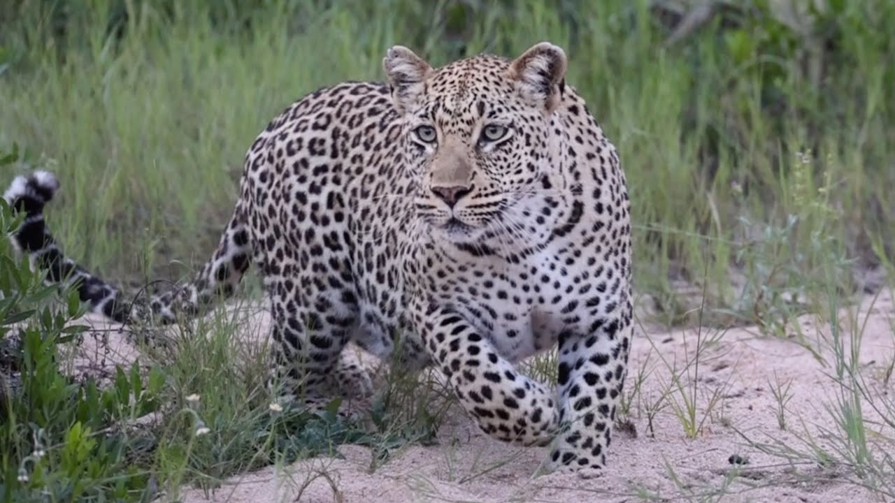 Successful LEOPARD Hunt! And the MARTHLY Pride. - YouTube
