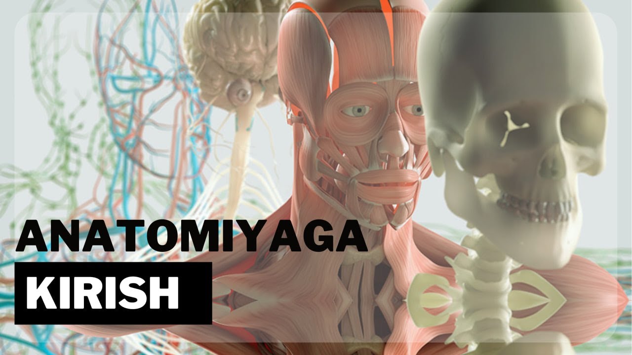 ANATOMIK SATHLAR | ANATOMIK TERMINOLOGIYA - YouTube