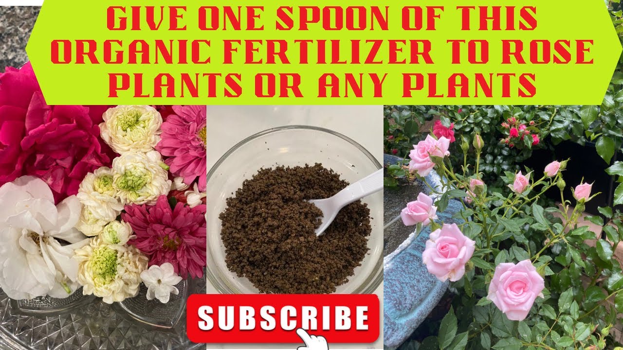 How to use Tea waste fertilizer/ organic fertilizer for Roses or any ...
