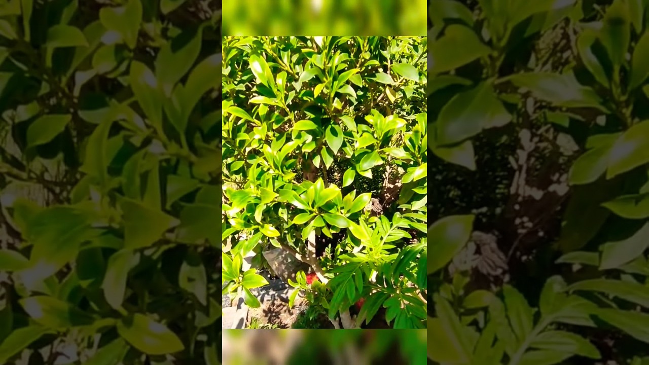 Golden Duranta plant How to grow golden Duranta plant - YouTube
