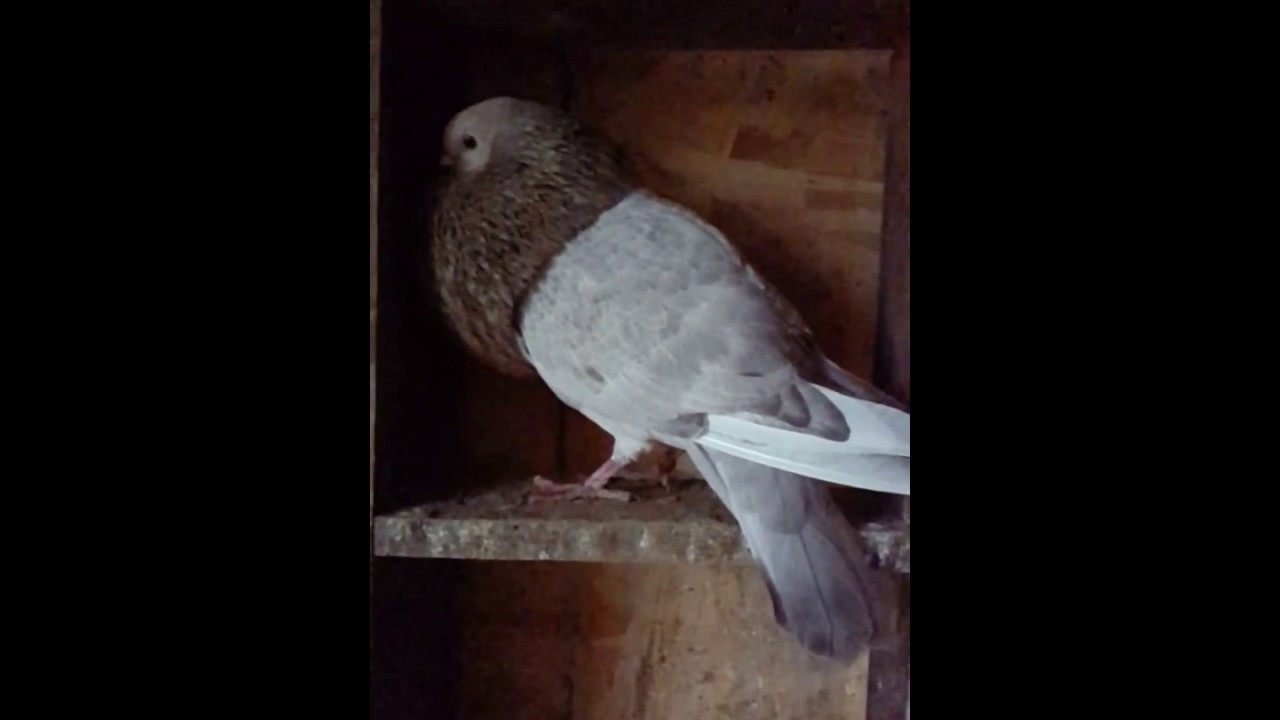 *Qualmond Color* Horsemen/Gaditano Thief Pouter Pigeon - YouTube