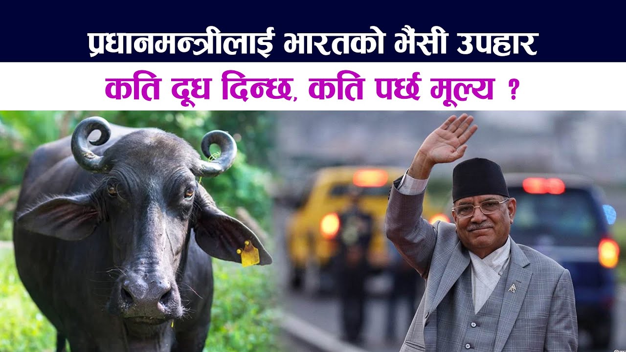 प्रधानमन्त्रीलाई भारतकाे भैंसी उपहार ! कति दूध दिन्छ, कति पर्छ मूल्य ...
