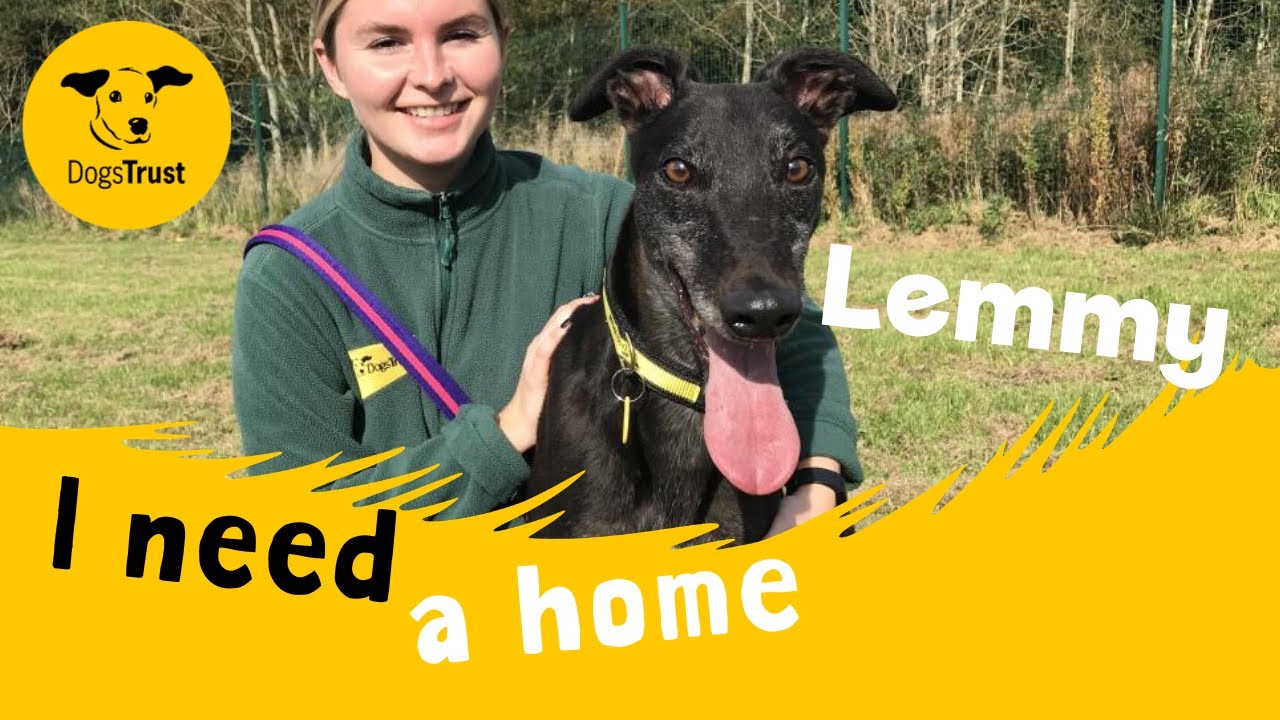 Lemmy the friendly Greyhound | Dogs Trust West Calder - YouTube