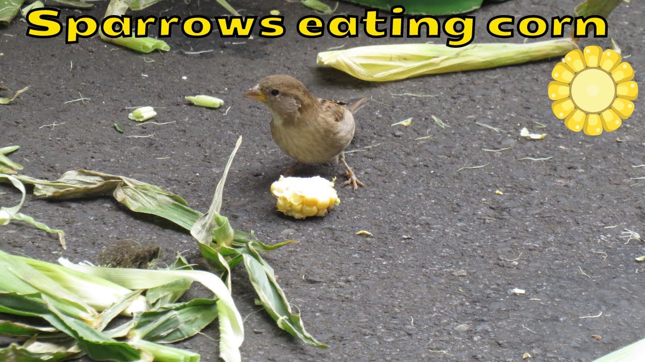 Sparrows eating corn on the cob at the market - YouTube