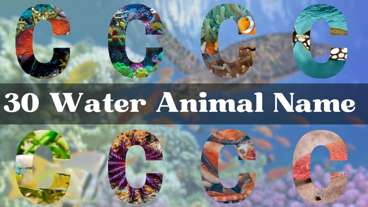 The ABCs of Aquatic Wonders-Part 3: 30 Fascinating Water Animal which ...