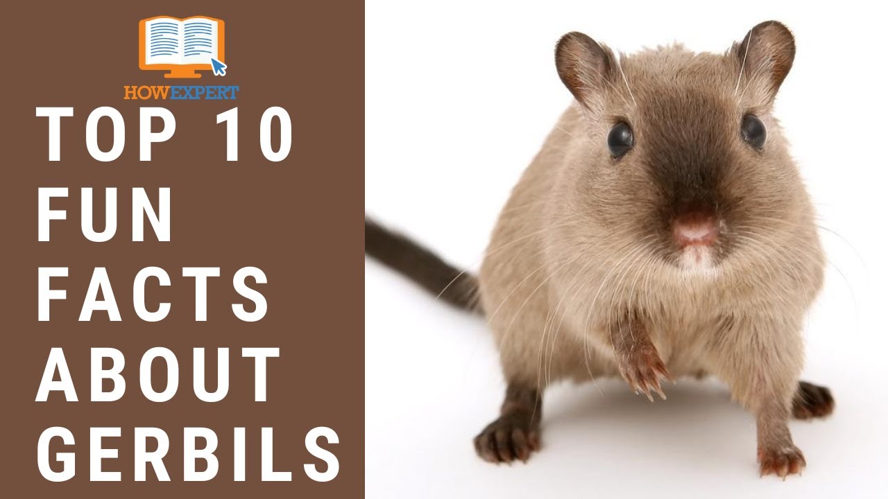 HowExpert Top 10 Fun Facts About Gerbils - HowExpert - YouTube