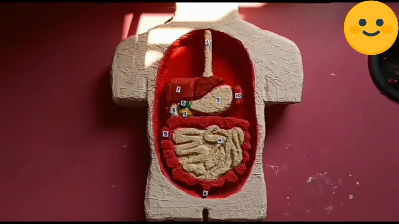 Digestive system model tutorial by Aroma Journal (with labels) - YouTube