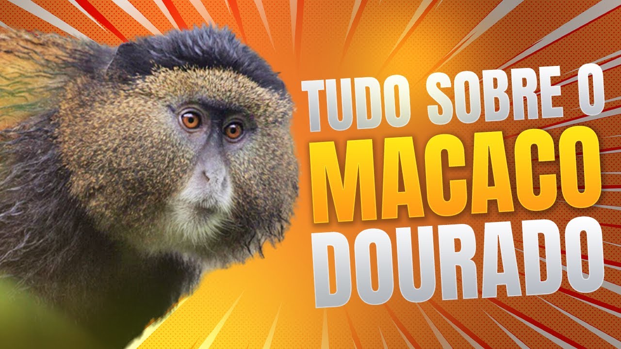 Tudo sobre o MACACO DOURADO - YouTube