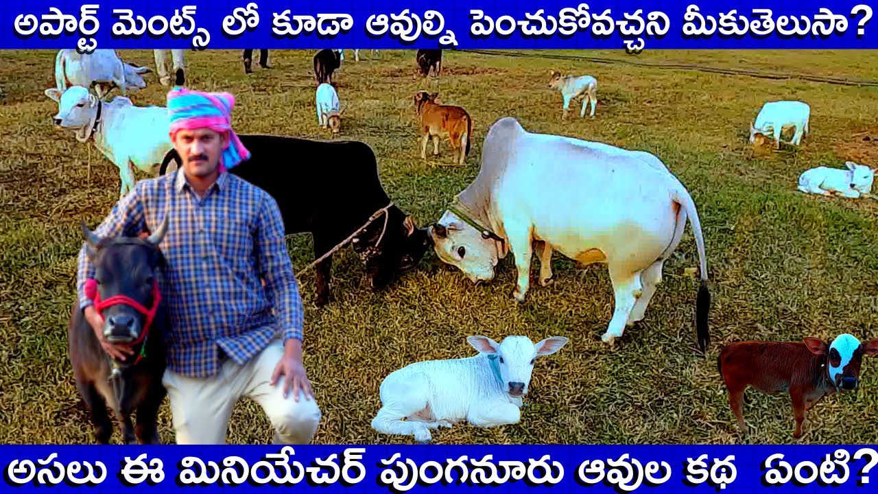 Miniature Punganur Cows || Home of the world smallest cows || Punganuru ...