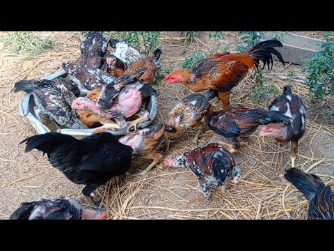 Raising chickens in a rural and family style chicken eat rice food ...