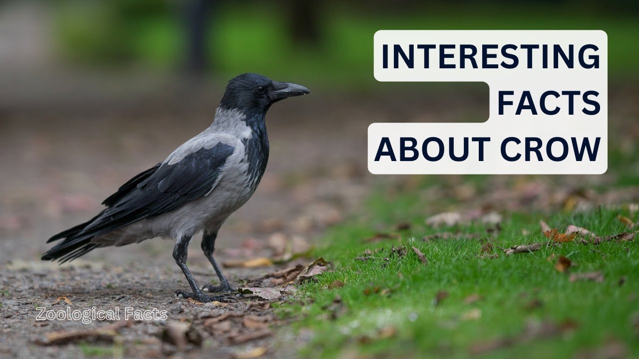 Amazing Facts About The Crow You Didn't Know! | Zoological Facts - YouTube