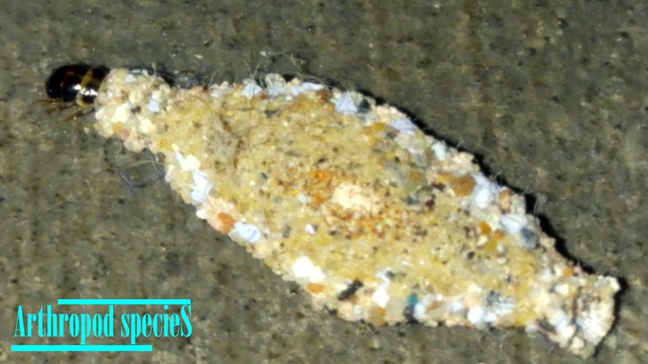 Insect Species - Clothes Moth | Household Casebearer Moth / Kamitetep ...