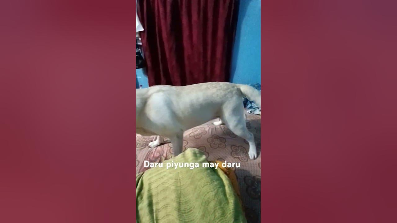 Daru piyunga may daru#viral video chini#short - YouTube