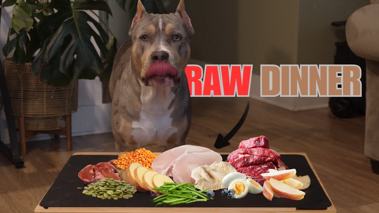 ASMR Dog Mukbang RAW Dinner Meal 🥩🐟 | American Bully XL Pup Tries New ...