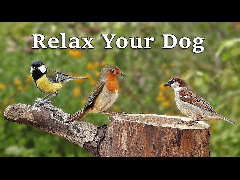 TV for Dogs : Dog Relaxation Videos for Separation Anxiety - Garden Birds and Bird Sounds