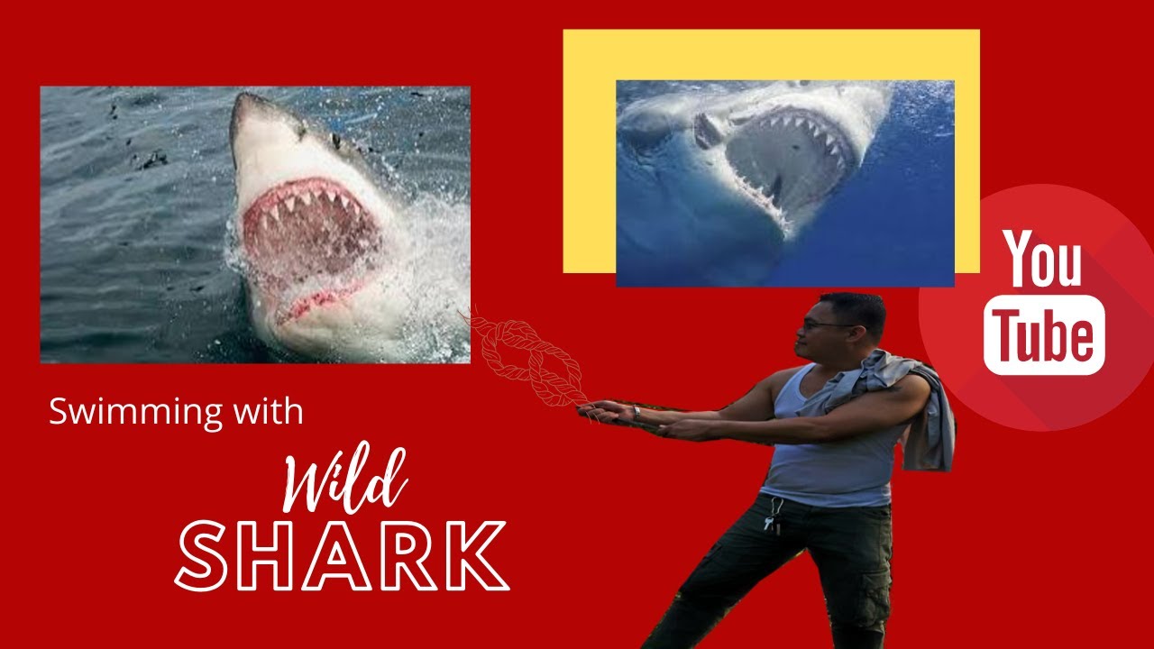 Swimming sa mga Pating (Wild Shark) - YouTube
